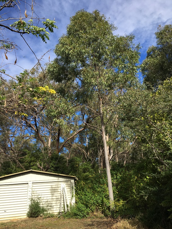 This young tree is going higher and higher